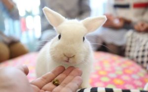 Why Does My Rabbit Bite Me? What to Do About It | Animallama