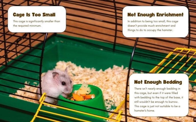 Hamster Cage Setup: Make an Enriching Home for Your Pet