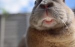 Why Does My Rabbit Bite Me? What to Do About It | Animallama