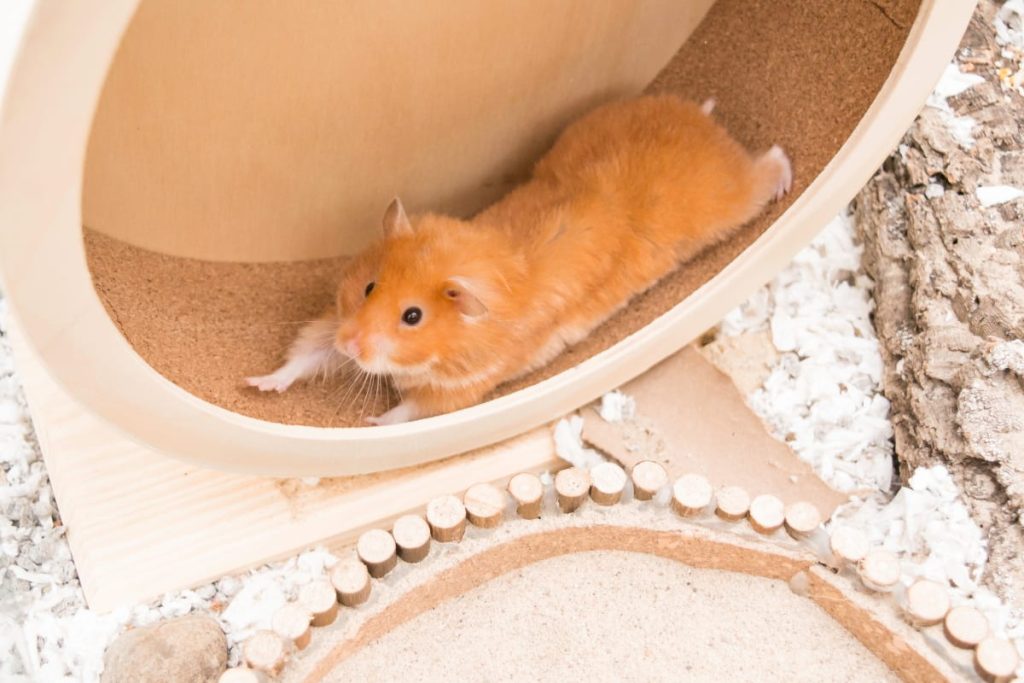 Best Hamster Bedding: Burrowing Substrate, Nesting Material & Litter