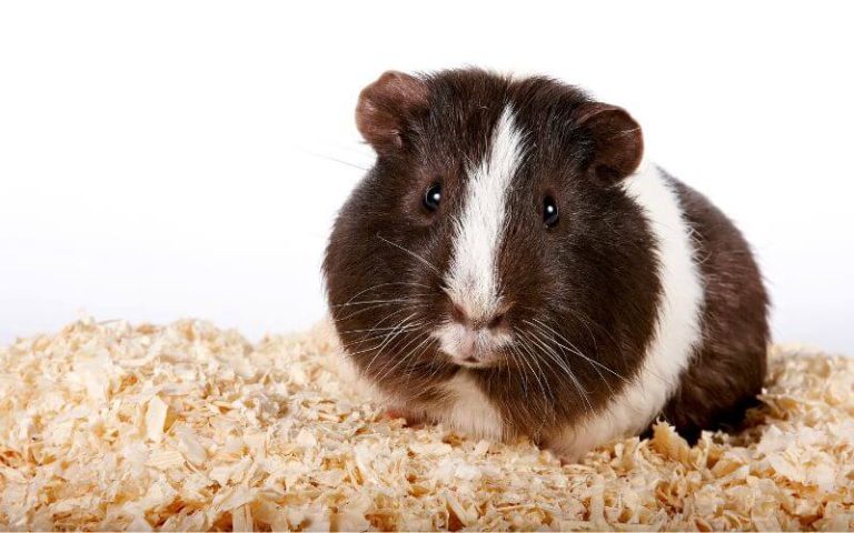 What Color Is My Guinea Pig? A Guide to Coat Colors and Patterns