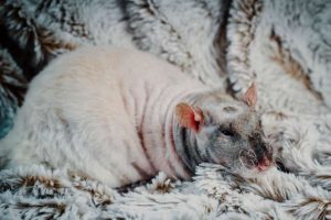 Pet Rat Breed & Varieties: Types of Pet Rats (Pictures)