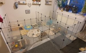 Indoor Rabbit Cage Setup for Happy & Healthy Bunnies