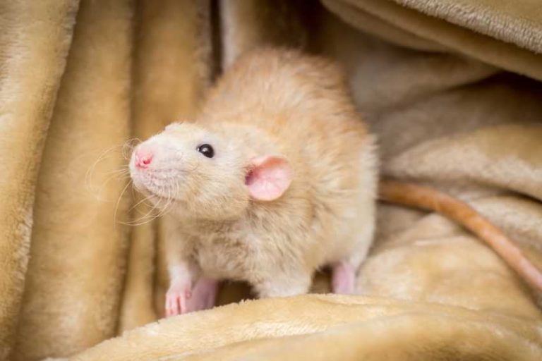 Pet Rat Breed & Varieties: Types of Pet Rats (Pictures)