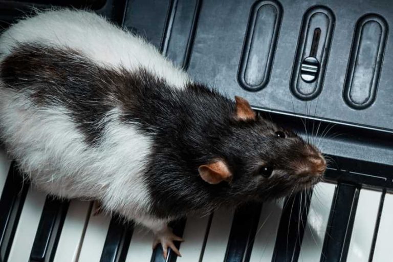 Pet Rat Breed & Varieties: Types of Pet Rats (Pictures)