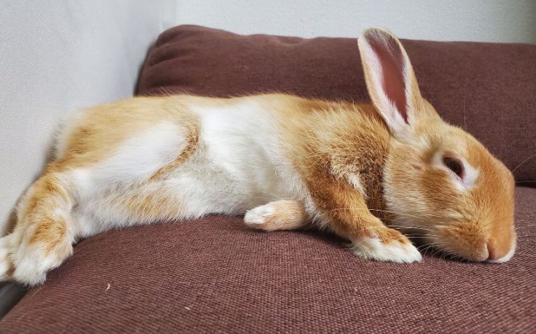 Is Your Rabbit Dying? 12 Signs Your Bun Might Be Nearing the End