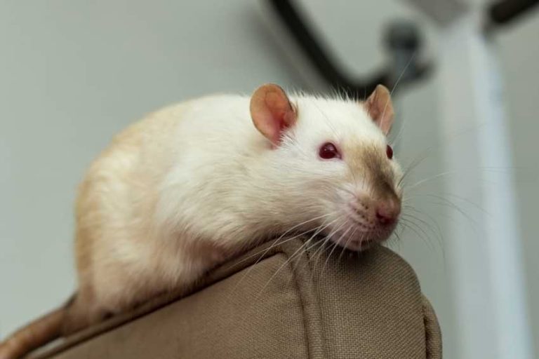 Pet Rat Breed & Varieties: Types of Pet Rats (Pictures)