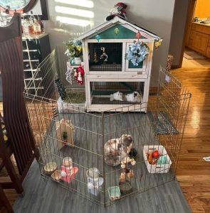Indoor Rabbit Cage Setup for Happy & Healthy Bunnies