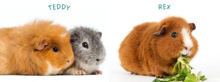 Rex Guinea Pigs: Breed Info, Personality & Ethical Ways to Adopt ...