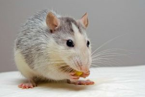 Pet Rat Breed & Varieties: Types of Pet Rats (Pictures)