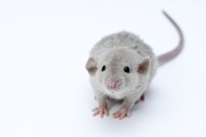 Pet Rat Breed & Varieties: Types of Pet Rats (Pictures)