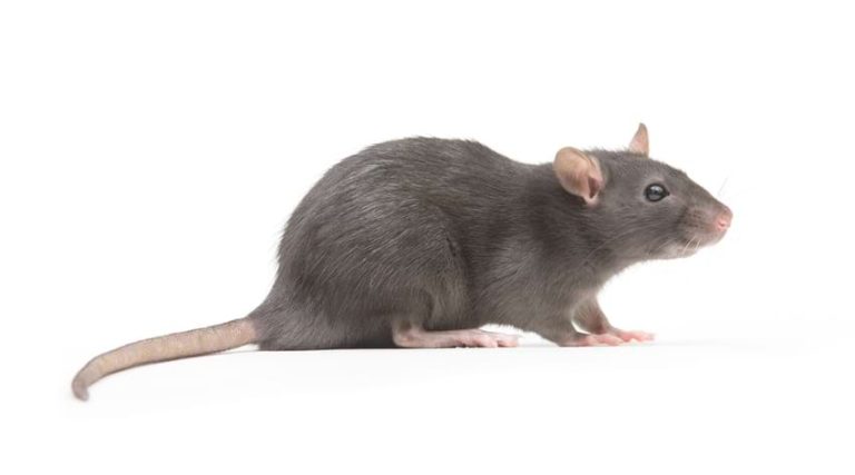 Pet Rat Breed & Varieties: Types of Pet Rats (Pictures)