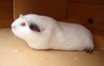 Himalayan Guinea Pigs: Breed Info, Temperament, & Care | Animallama