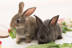 Rabbit Feeding Guide: What & How Much to Feed Your Bunnies