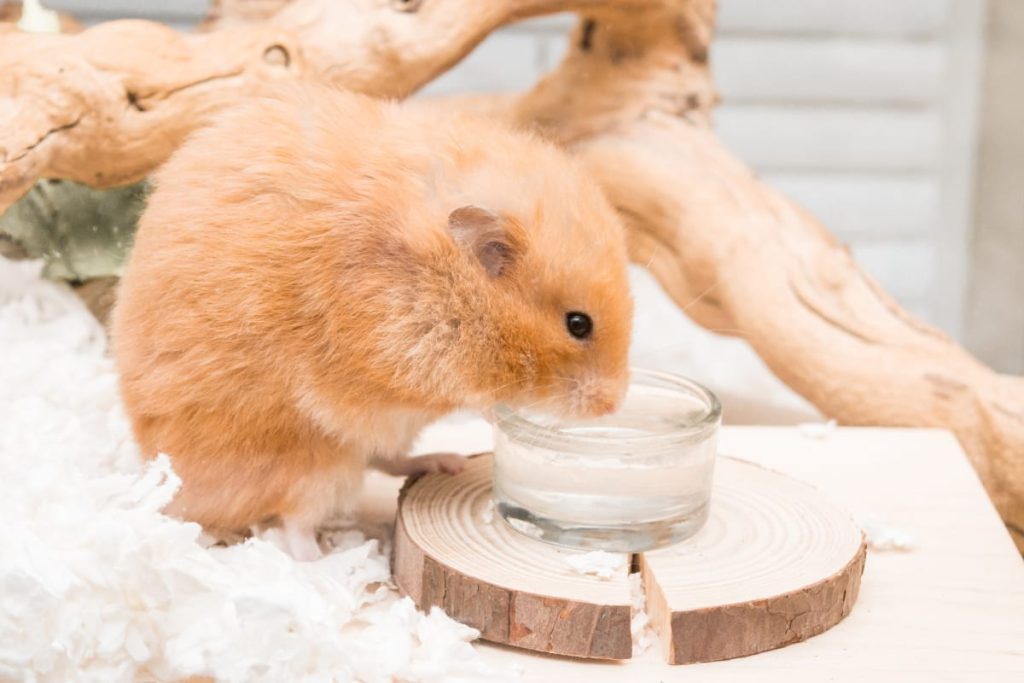 Hamster Supplies List: 14 Must-Haves for Your Hamster | Animallama