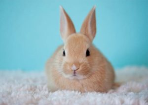 Male vs Female Rabbits: Key Differences & Which Is Better?