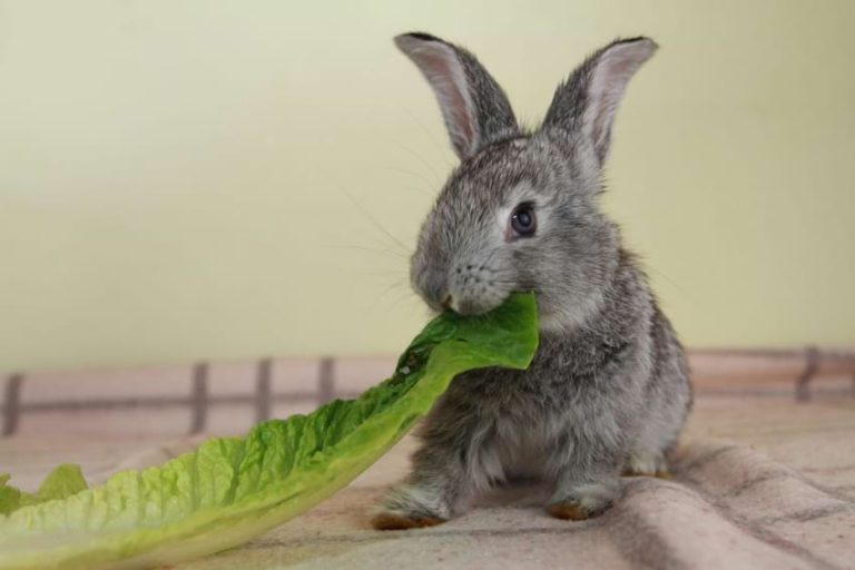 Best Healthy Rabbit Treats & Snacks (& What to Avoid) | Animallama