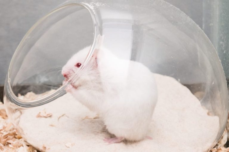 Hamster Supplies List: 14 Must-Haves for Your Hamster | Animallama