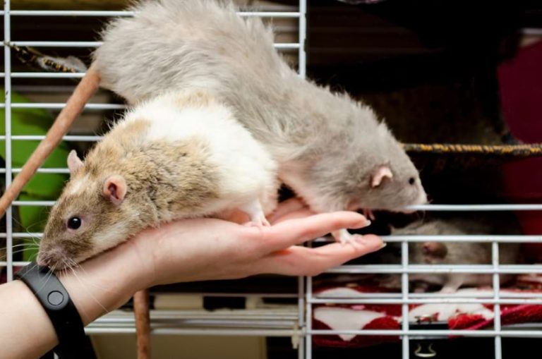 Are Rats Good Pets? 10 Reasons Why Rats Make Great Pets! | Animallama
