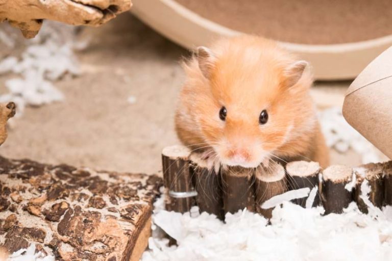 Hamster Supplies List: 14 Must-Haves for Your Hamster | Animallama