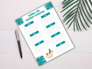 Guinea Pig Feeding Schedule: How to Feed Guinea Pigs?