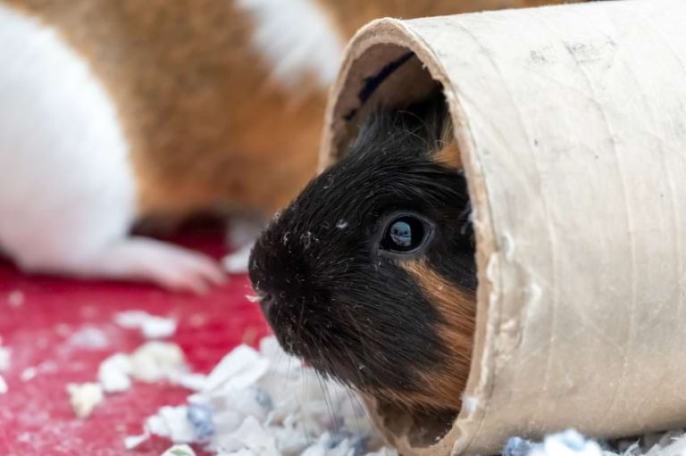 What Do Guinea Pigs Like to Play With? Top 12 Guinea Pig Toys