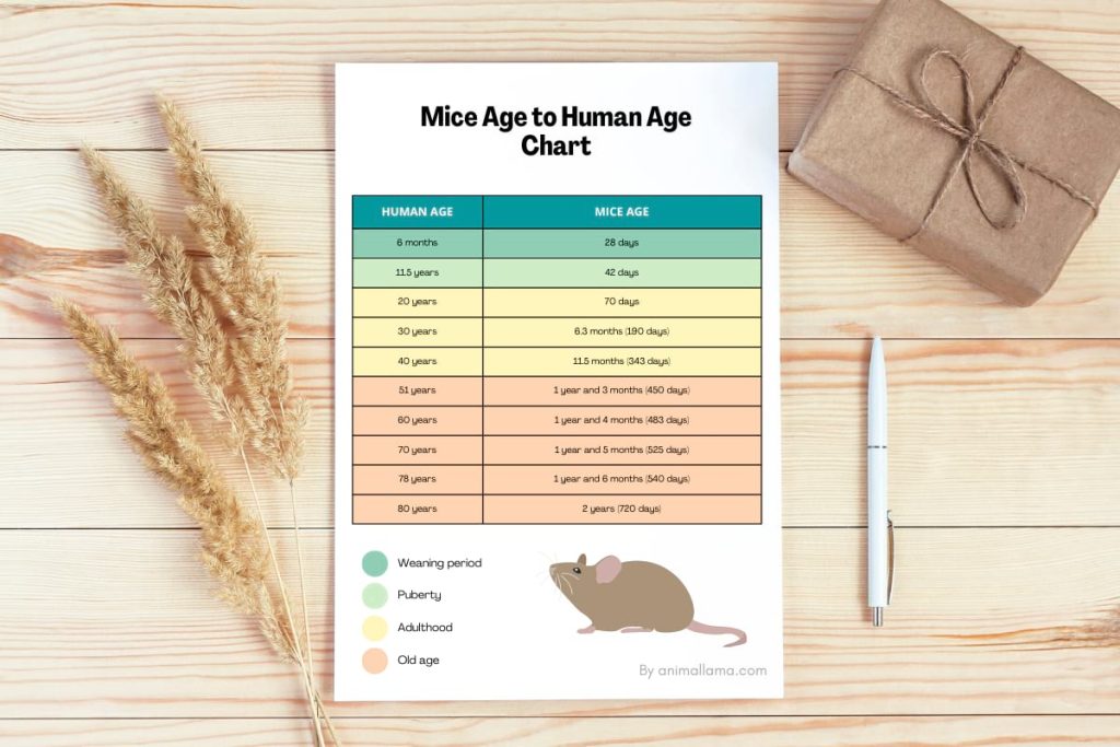 Pet Mice Lifespan & Mice Age to Human Age Chart | Animallama Pet Mice Lifespan & Mice Age to Human Age Chart | Animallama