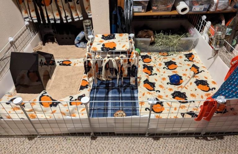Guinea Pig Litter Box Ideas to Keep the Mess at a Minimum | Animallama