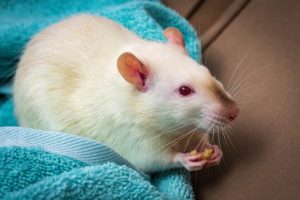 Do Rats Need Baths? When & How to Bathe Rats | Animallama