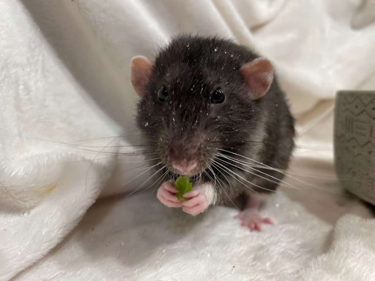 How to Keep Rats Cool in Summer? 6 Tricks to Beat the Heat