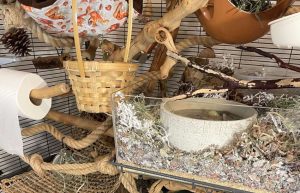 7 Easy DIY Rat Toys to Enrich Your Rats' Lives | Animallama