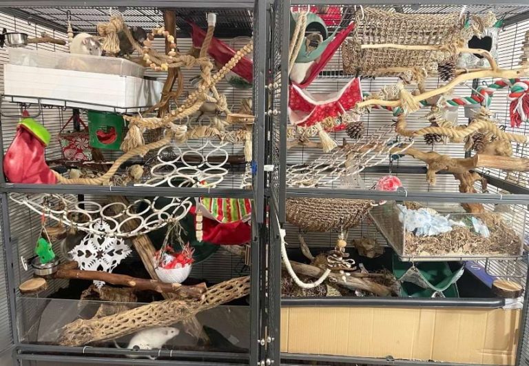 How to Entertain Pet Rats: 3 Essential Aspects of Rat Enrichment