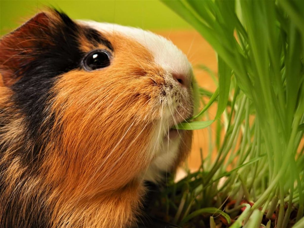 How to Grow Grass for Guinea Pigs: From Seeds to Wheeks