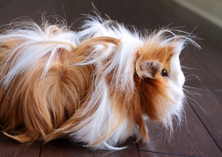 Do Guinea Pigs Shed? Hair Loss Causes & Solutions | Animallama