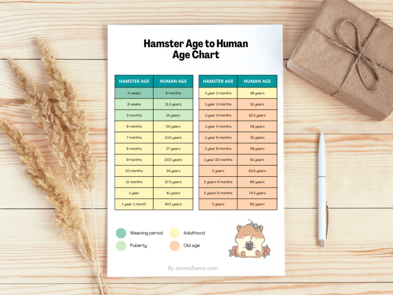Library of Free Printables for Small Pet Owners | Animallama