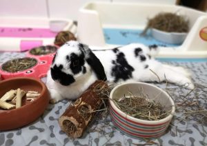 The Best Rabbit Litter Boxes for Bunnies of All Sizes | Animallama