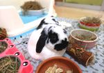 The Best Rabbit Litter Boxes for Bunnies of All Sizes | Animallama