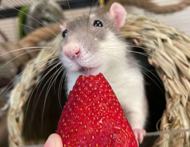 How to Bond With Your Rats: 5 Tried-and-True Ways to Build Trust