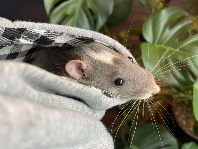 How to Bond With Your Rats: 5 Tried-and-True Ways to Build Trust