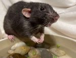 All About Dumbo Rats: Origin, Lifespan, Personality, & Care
