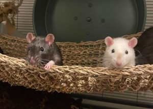 How to Keep Rats Cool in Summer? 6 Tricks to Beat the Heat