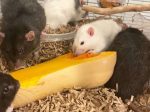 Best Rat Treats: 9 Healthy & Delicious Snacks Your Rats Will Love