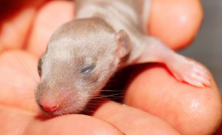 Baby Rat Care: 6 Basics to Know When Caring for Newborns