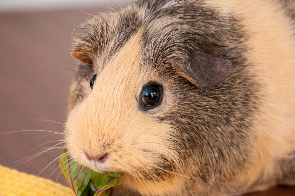 Is Your Guinea Pig Too Fat? Or Just Perfectly Chunky?