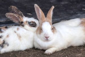 How Cold Can Rabbits Tolerate? How to Keep Them Warm in Winter?