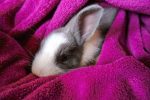 How Cold Can Rabbits Tolerate? How to Keep Them Warm in Winter?