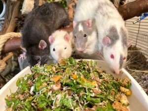 Rat Care 101: A Complete Rat Care Guide for Beginners