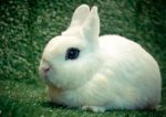 Meet 10 Smallest Rabbit Breeds, Dwarfs and Non-dwarfs Included