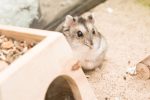 Best Sand for Hamsters: Top Picks for a Safe Sand Bath | Animallama