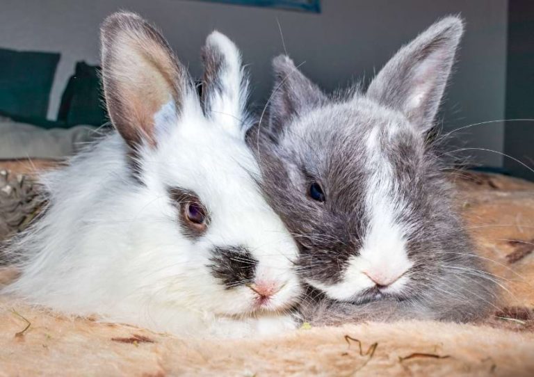 Meet 10 Smallest Rabbit Breeds, Dwarfs and Non-dwarfs Included